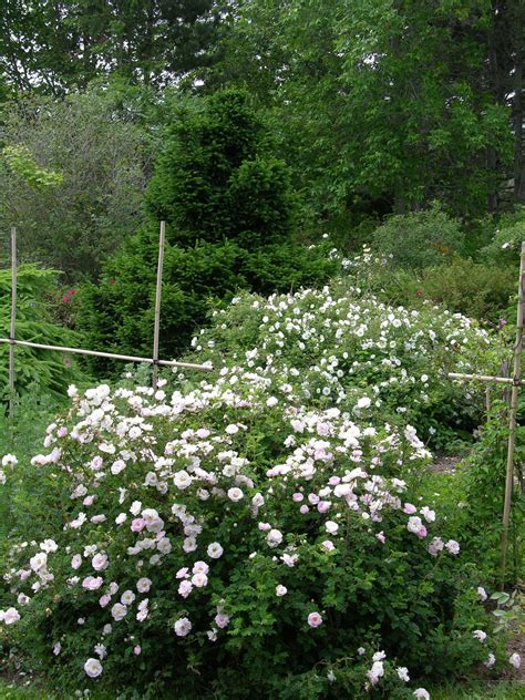 Double Scotch White Rose — Corn Hill Nursery