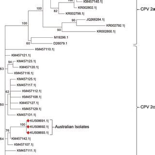 Neighbor Joining Phylogenetic Tree Constructed Using MEGA Program