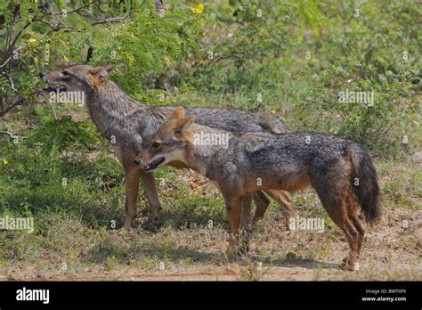Jackal Jackals Golden Jackal Common Jackal Africa African Asia