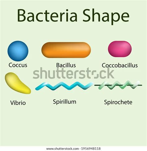 Diagram Bacteria Shapes Educational Poster Prokaryotic Stock Vector