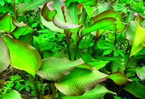 Tepus Somorejo Budidaya Tanaman Ganyong