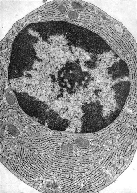 Electron Microscopy Cell With Organelles Biology Art Cell Biology Microscopic Cells