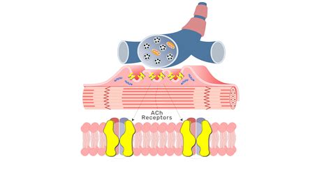 What Is Acetylcholine Receptor Binding Antibody At Sharlene Burcham Blog