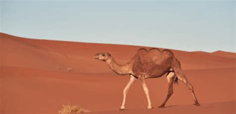 Apache Camel 300 发布，十年来第一个主要版本 Linuxeden开源社区