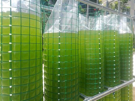 薄膜柱状光生物反应器藻树 上海光语生物科技有限公司