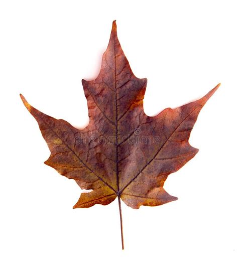 Read Single Colored Fall Leaf On A White Background Stock Image Image