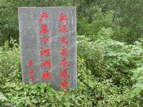 血吸蟲聽說過嗎？一種恐怖可怕的寄生蟲，不知奪去了多少人的生命 每日頭條