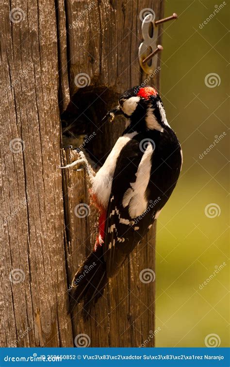Great Spotted Woodpeckers Stock Photo Image Of Colour