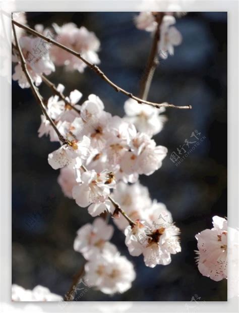 杏花图片素材 编号32266334 图行天下