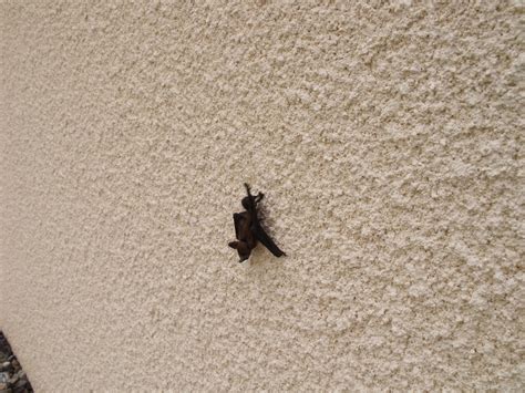 Le Blog De Caro Un Bébé Chauve Souris Mâle