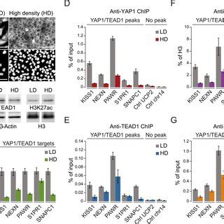 YAP1 Mediates Active Enhancer Chromatin And Expression Of Target