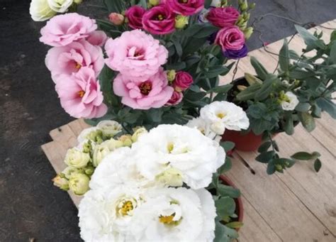 洋桔梗花代表什么意思 开花图片 花海建设 长景园林网