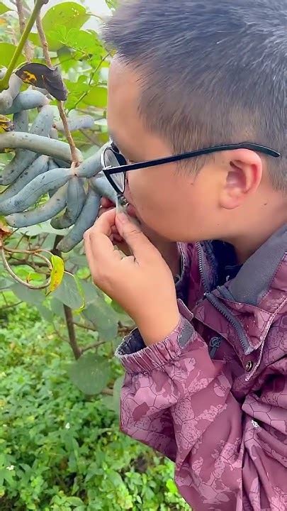 Fruit 果物 水果猫屎瓜 Youtube