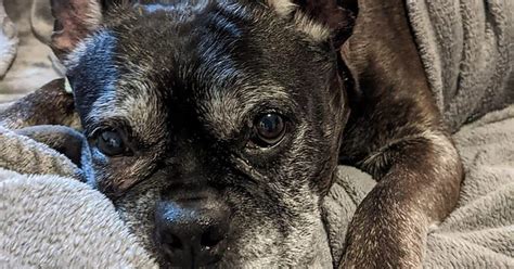 Sgt Pepper Aka Fatness Everdeen Album On Imgur