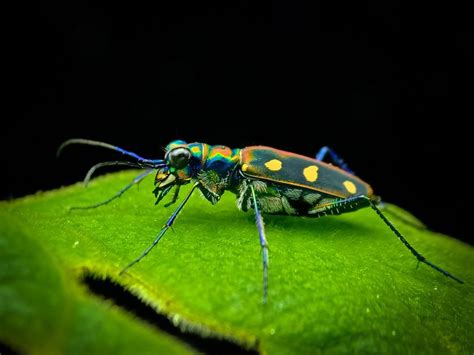 Tiger Beetle Why Some Subspecies Are Endangered