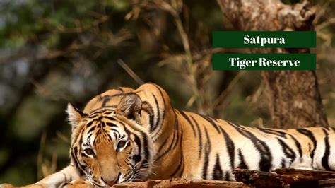 Satpura Tiger Reserve Tiger Safari Wildlife Trips The Jungle Story