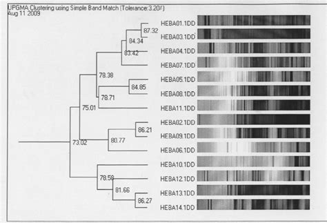 Dendrogram Showing The Relation Among 11 Bacterial Isolates And Download Scientific Diagram