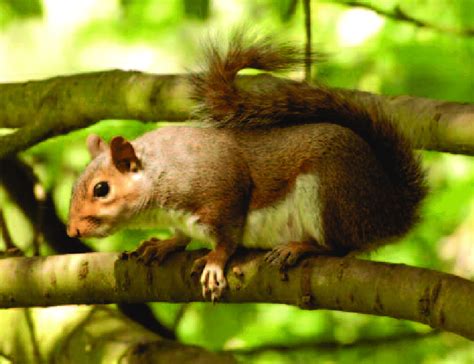 The Grey Squirrel Sciurus Carolinensis Download Scientific Diagram