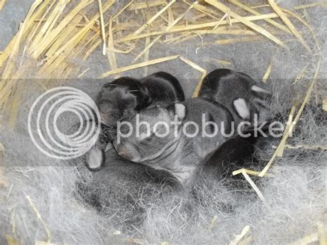 Does Anybody Have Any Sexing Baby Rabbit Pictures Of Your Own BackYard Chickens Learn