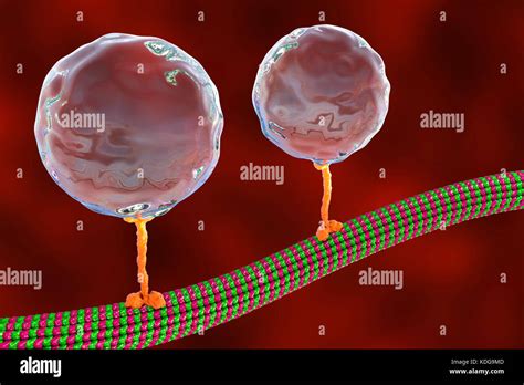 Transport Vesicles