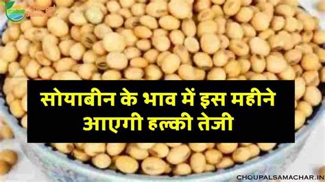 Soybean Price Forecast सोयाबीन के भाव में इस महीने आएगी हल्की तेजी