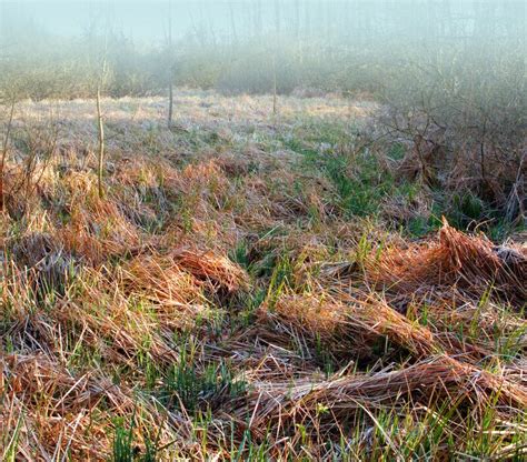 Landscape View Of Autumn Fields And Mist In The Morning Dry Grass In A