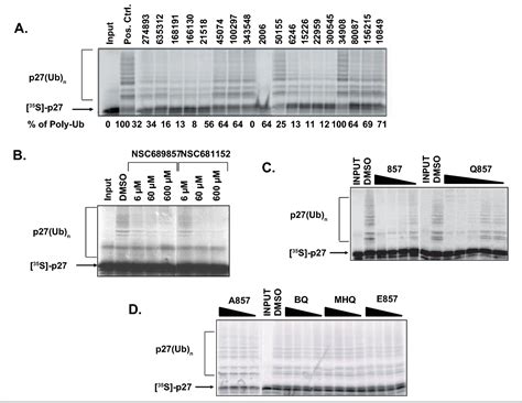Figure 5 From High Throughput Screening Alphascreen Assay For Identification Of Small Molecule