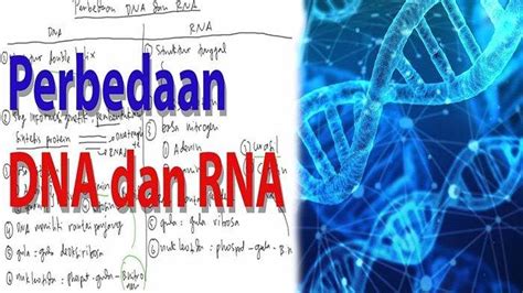 PERBEDAAN DNA Dan RNA Apa Itu DNA Dan RNA Tribunpontianak Co Id