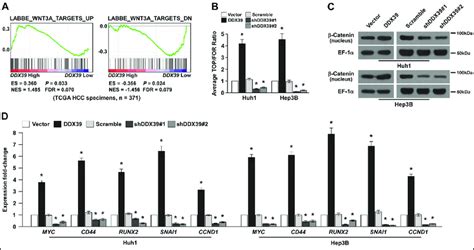 Ddx39 Activates Wntβ Catenin Pathway A Gsea Analysis Of The