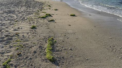At Low Tide Broken Pieces Of Coral And Bunches Of Green Algae Were