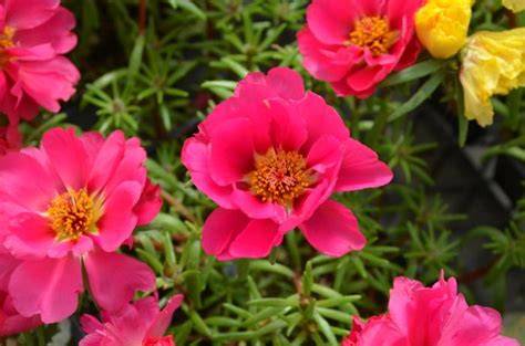 Portulaca Fuchsia Moss Rose From Wallish Greenhouses