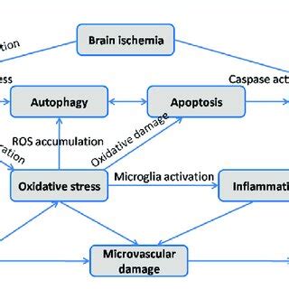 Schematic Diagram Of The Main Pathophysiological Mechanisms In Cerebral