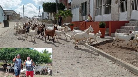 PROMOÇÃO DE CABRAS LEITEIRAS NO CAPRIL SÃO RAFAEL SURUBIM PE APROVEITE