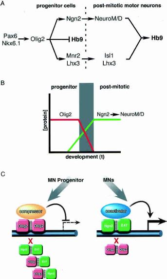 Model Of Olig2 And Ngn2 Function In Motor Neuron Specification A A Download Scientific