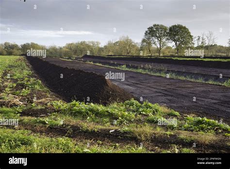 Peat Extraction Seam Cut Through Peat Meare Glastonbury Somerset