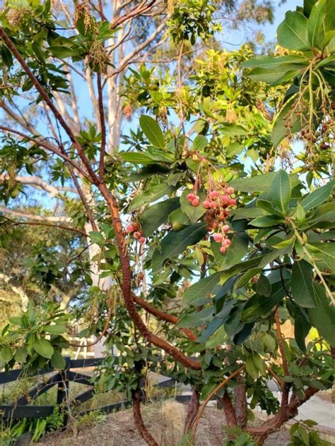 50 Great Gopher Resistant Plants For California And Beyond ~ Homestead