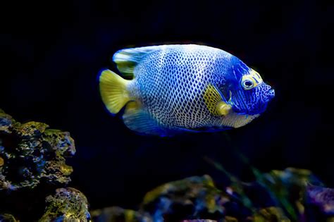 Poisson Ange À Face Bleue Poisson Photo Gratuite Sur Pixabay Pixabay