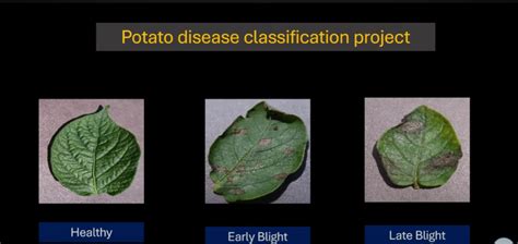 GitHub Heatburst0 Potato Disease Classification Model