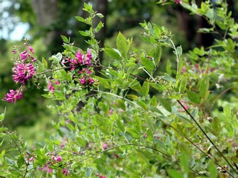 Lespedeza Thunbergii