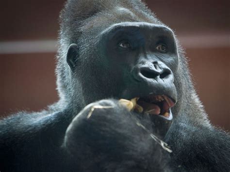 Stick A Gorilla In An X Ray And Almost No One Notices Philly