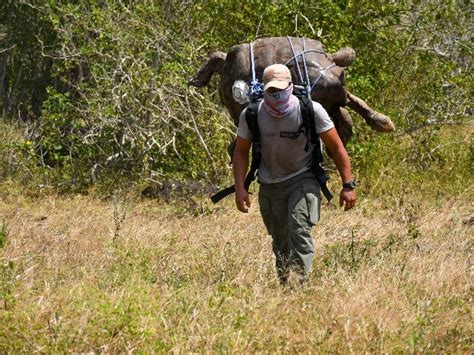 Diego The Tortoise Saves Species From Extinction