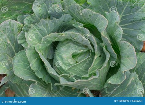 Cabbage Closeup Freshly Growing Cabbage Field Cabbage Hurvest Stock