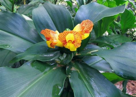 ¿qué Es La Insulina Vegetal Y Para Qué Sirve