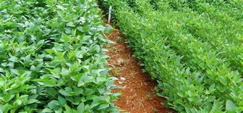 Nutrient Deficiencies In Soybean Cropwatch Nebraska