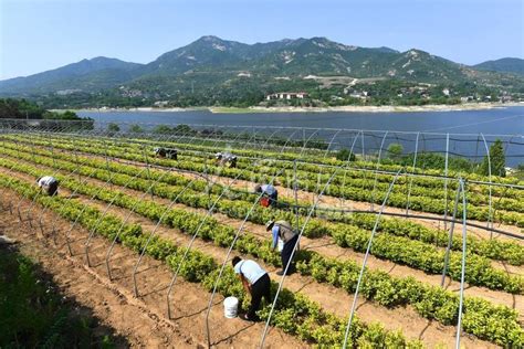 山东泰安：泰山脚下 茶果飘香 人民图片网