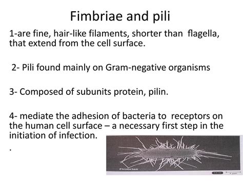 Toxonomy Andcell Structure Ppt Download
