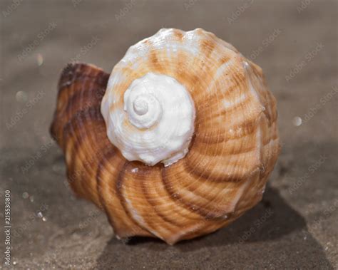 The Mollusc Or Mollusk Shell Is Typically A Calcareous Exoskeleton Which Encloses Supports