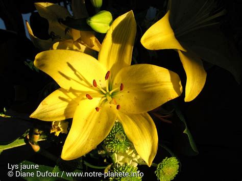 Lys Jaune