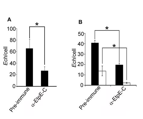 Ehrlichia Chaffeensis Uses Its Surface Protein Etpe To Bind Gpi Anchored Protein Dnase X And
