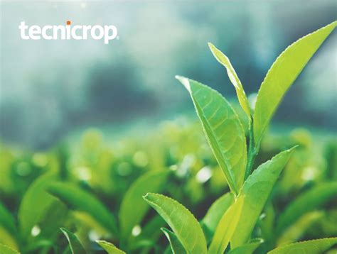 Prevención Del Estrés En Plantas Tecnicrop Ibérica Sl